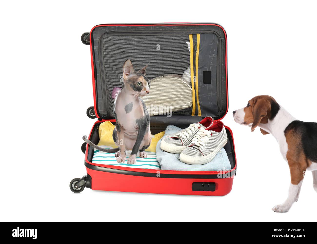 Cute cat and dog with bright suitcase packed for journey on white ...
