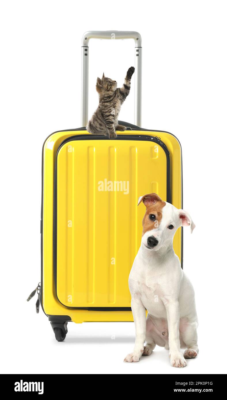Cute cat and dog with bright yellow suitcase packed for journey on ...