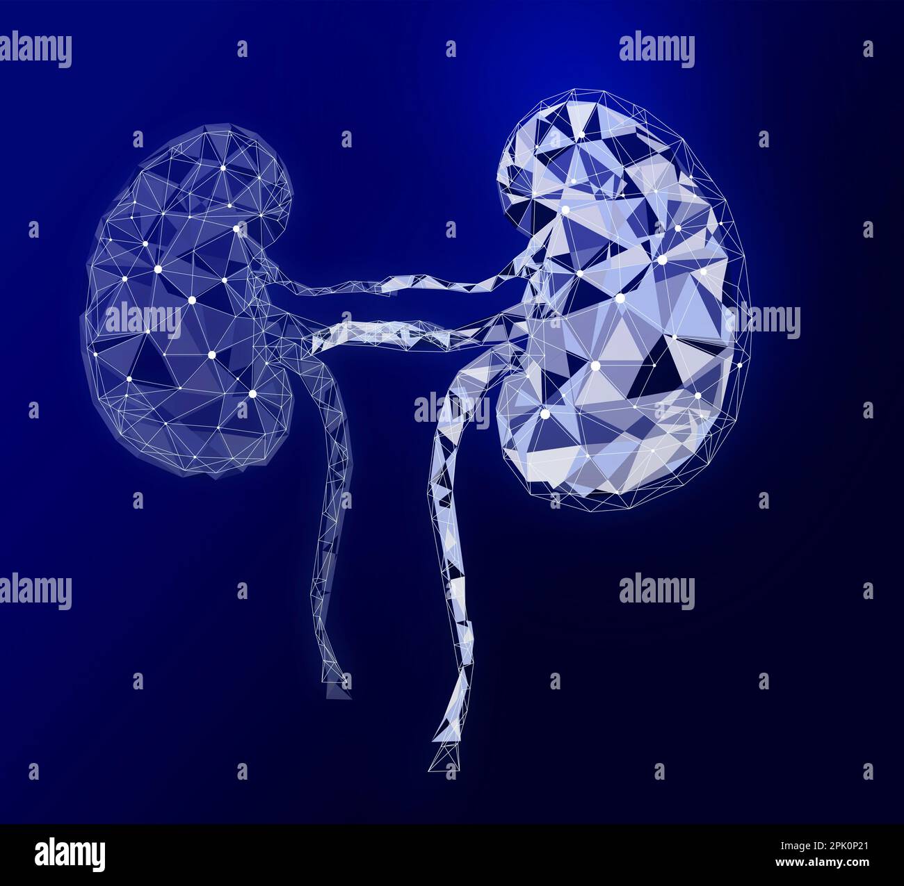 Illustration of kidneys on blue background. Human anatomy Stock Photo ...