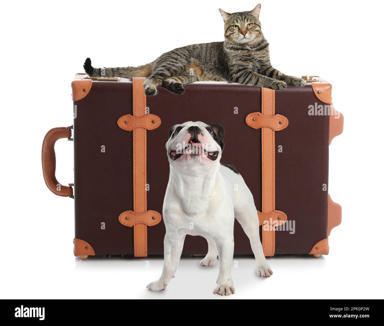 Cute dog and cat with old fashioned suitcase packed for journey on ...