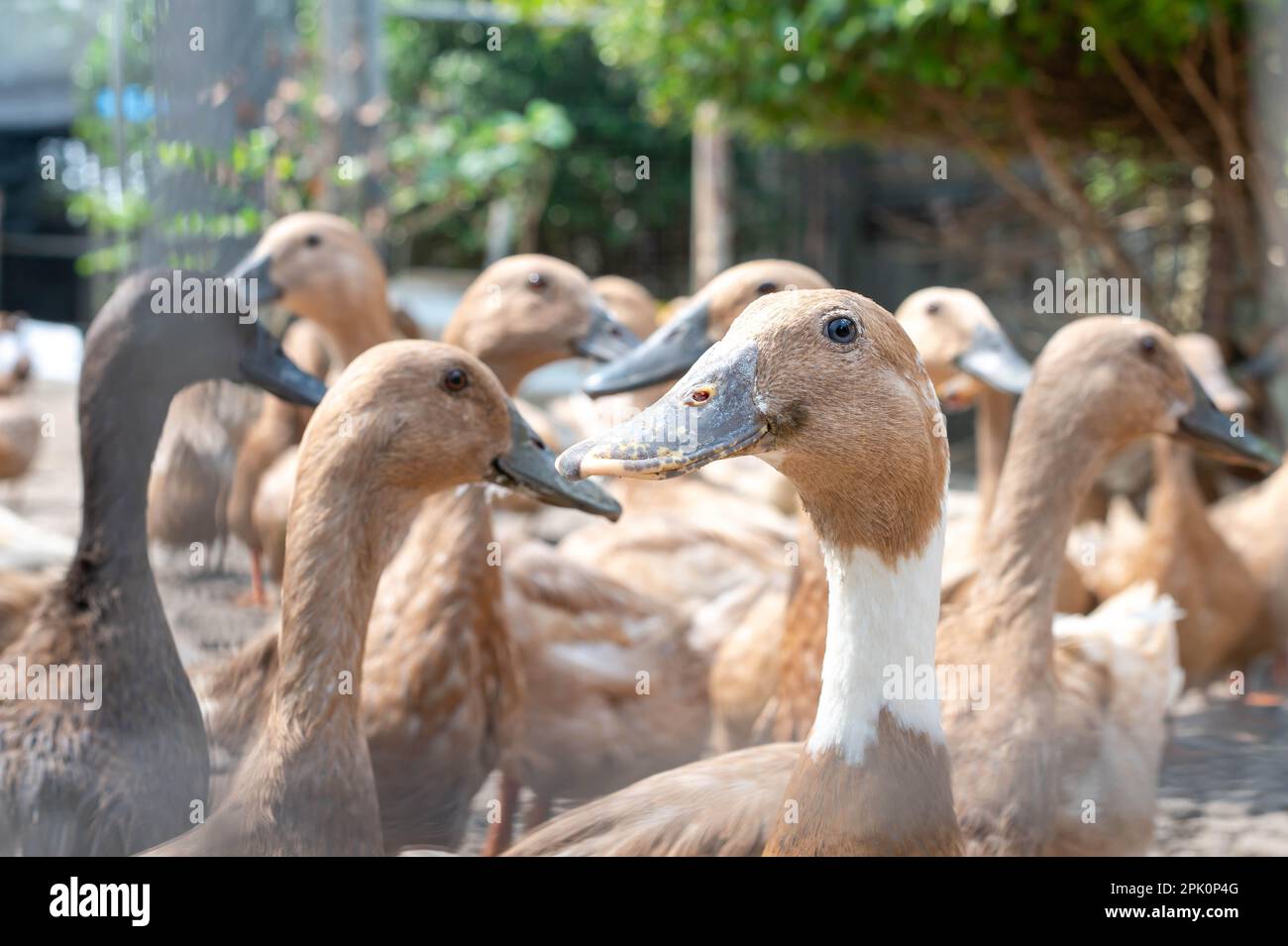 The large group of healthy brown ducks on a domestic farm for the ...