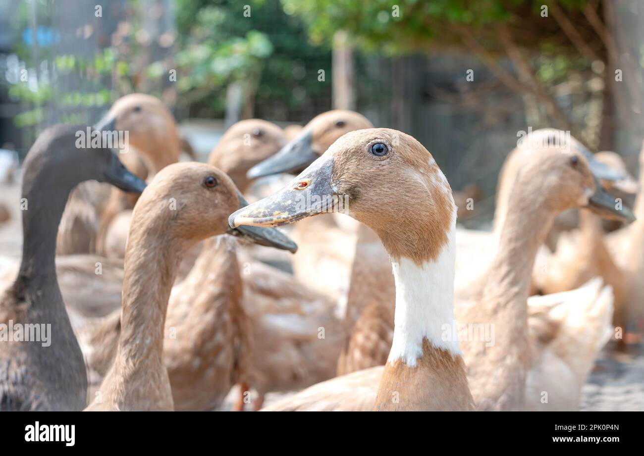 The large group of healthy brown ducks on a domestic farm for the ...