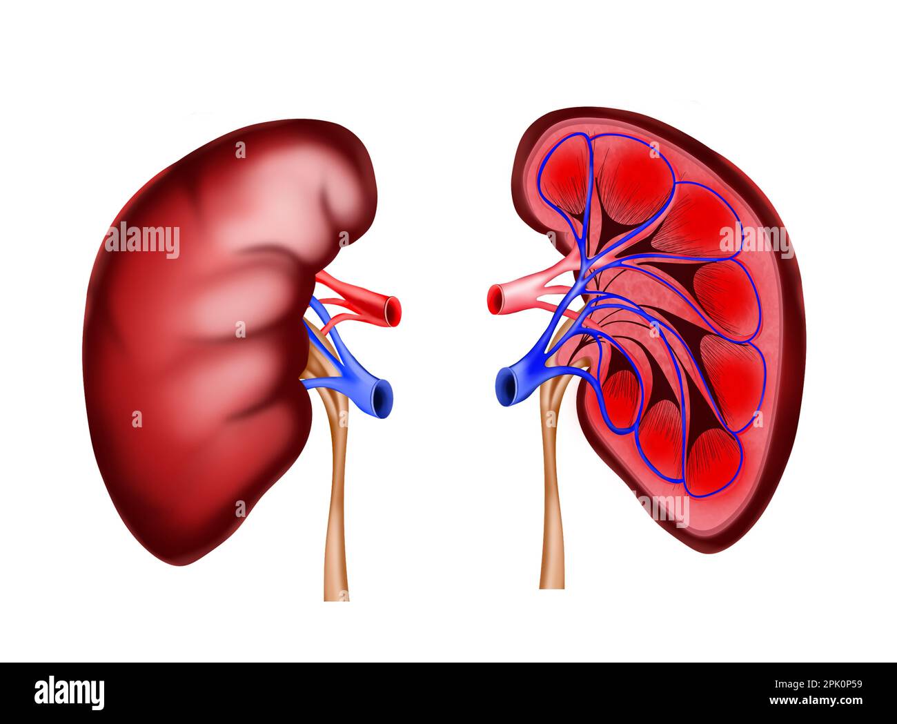 Illustration of kidneys on white background. Human anatomy Stock Photo ...