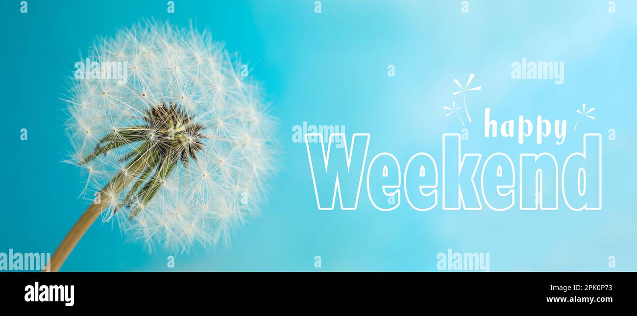 Happy Weekend. Beautiful dandelion flower on light blue background ...
