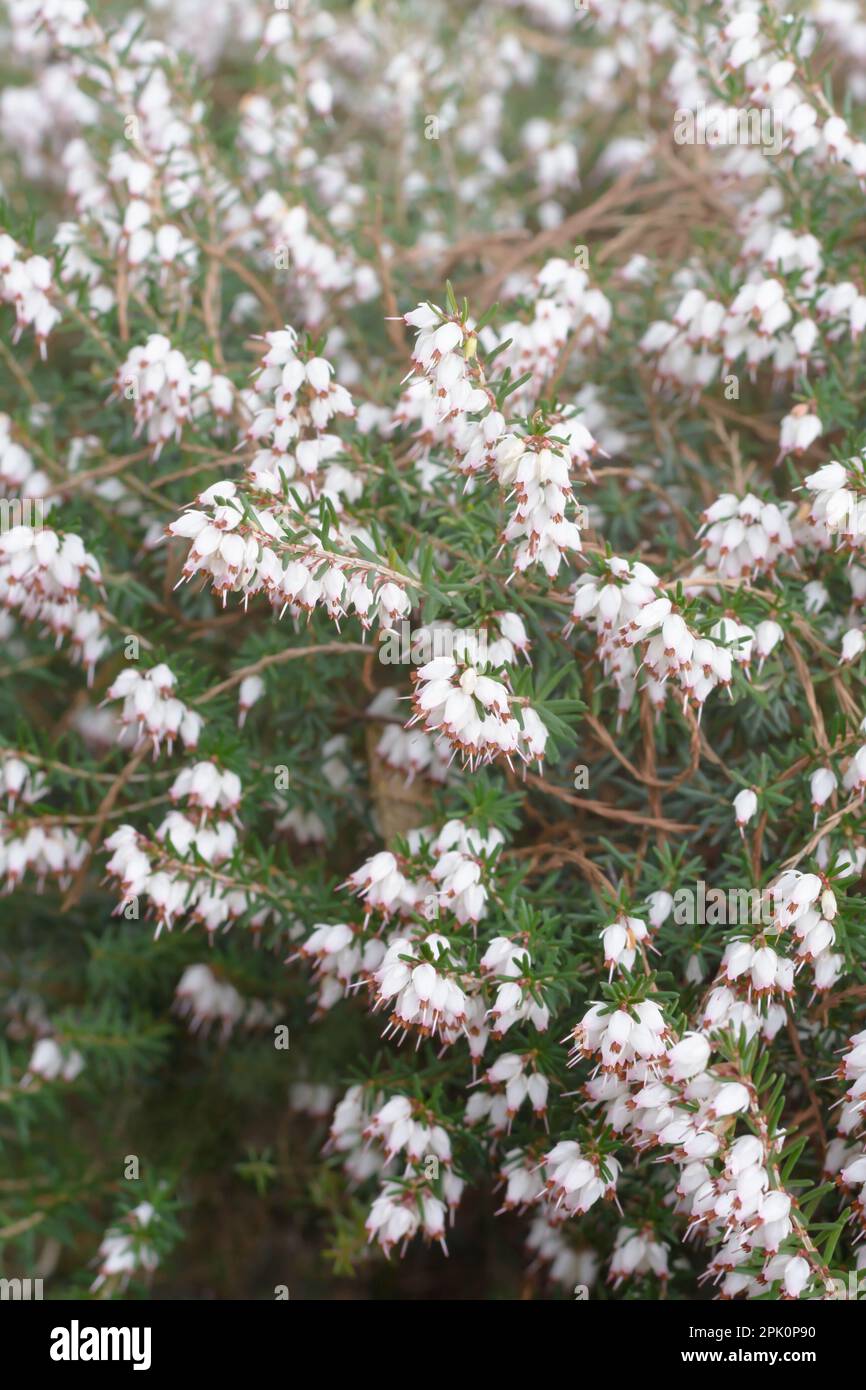 Blooming white heather on blurred background in vertical format Stock ...