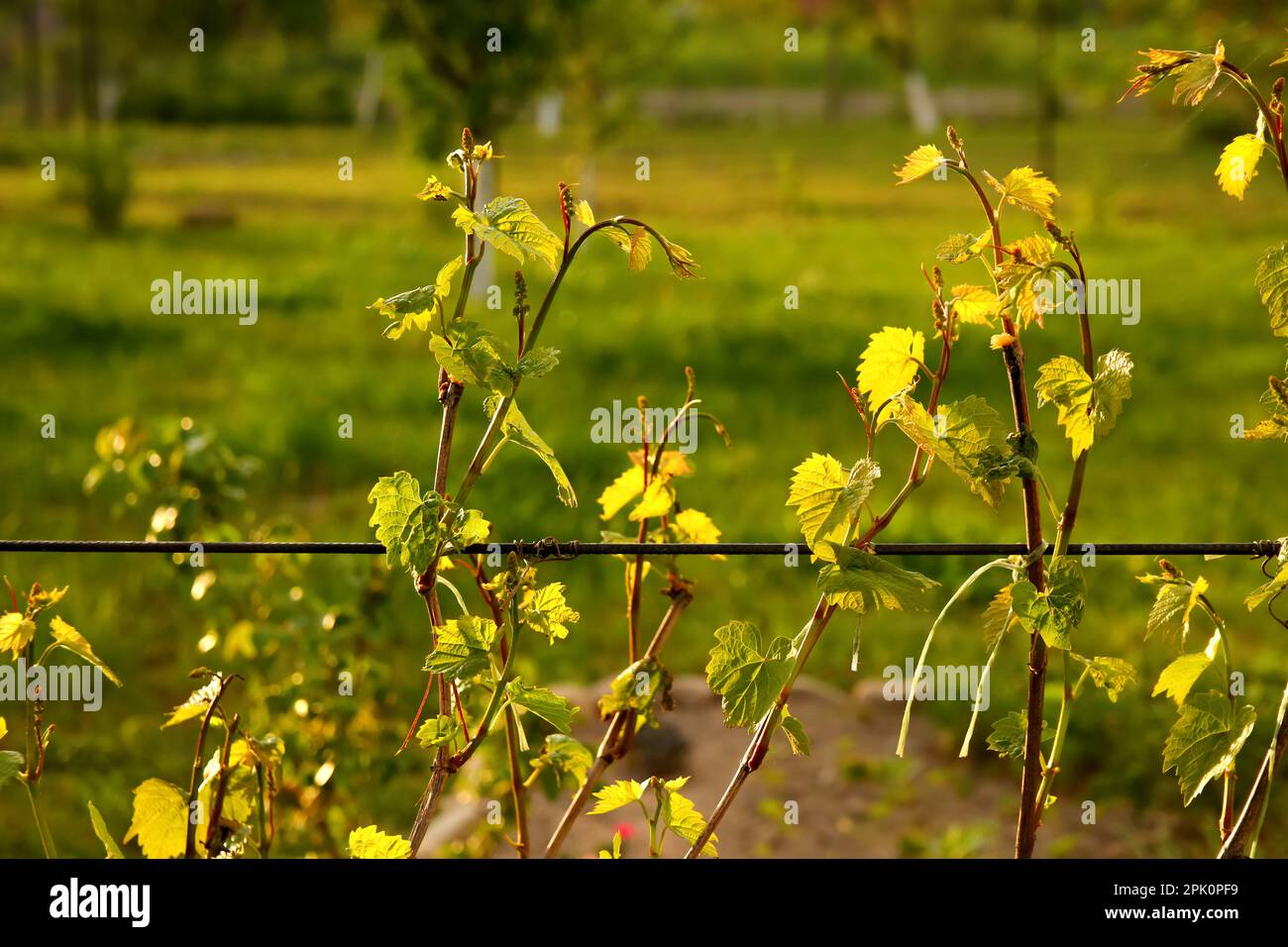 Ripe green grape plant in vineyard. Grapes green taste sweet growing ...