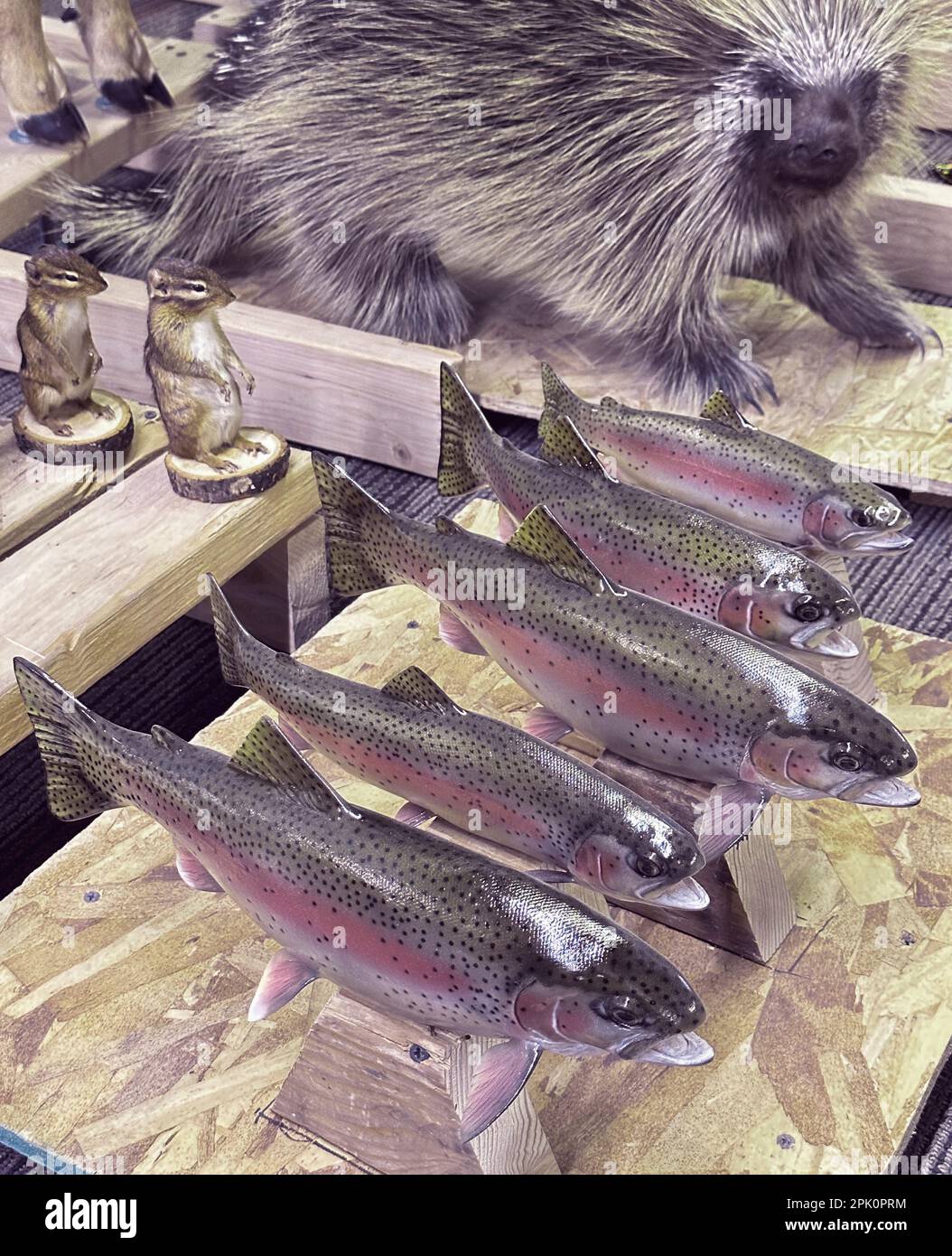 Fish taxidermy hi-res stock photography and images - Alamy