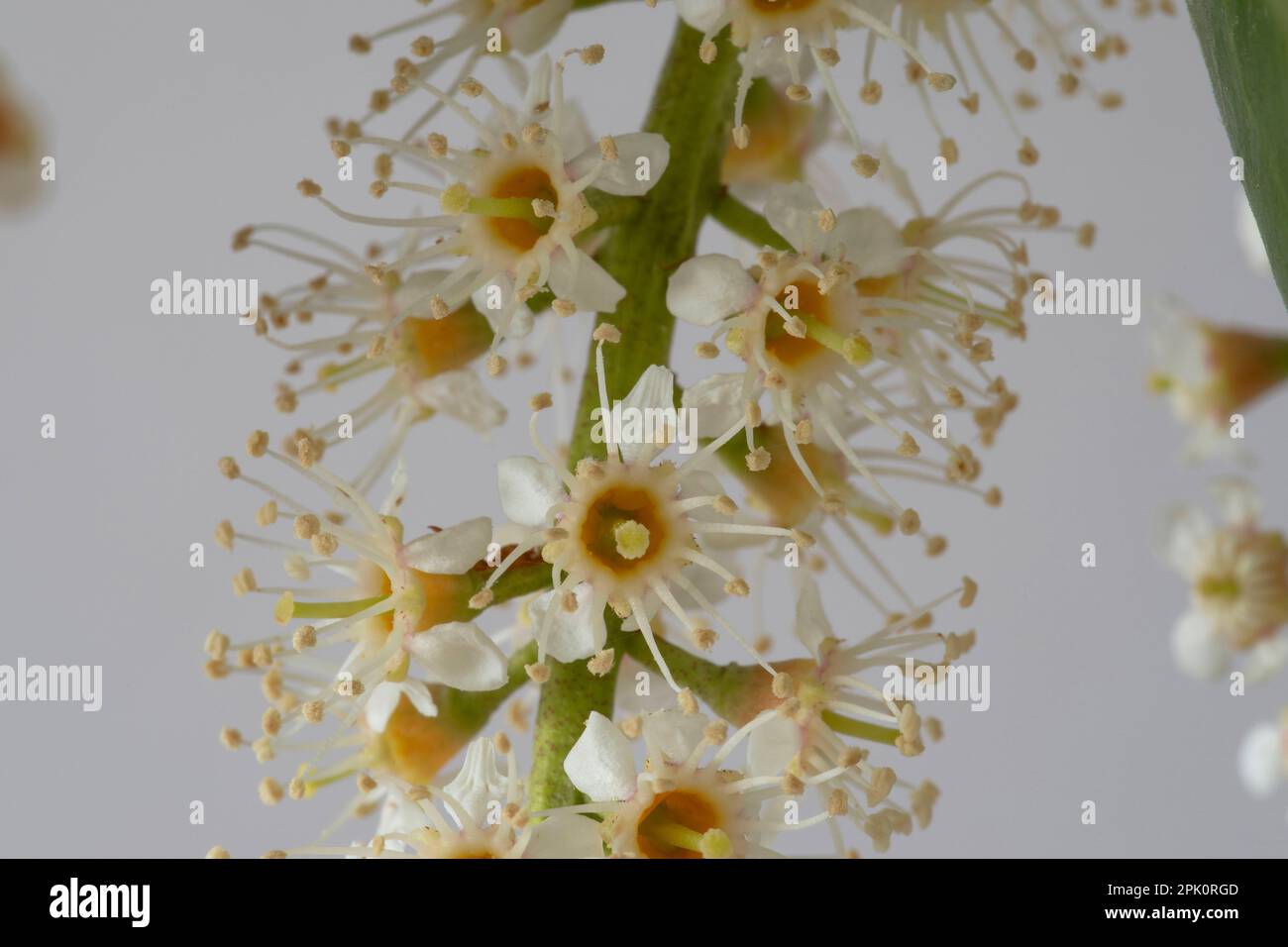 Laurel leaf close up hi-res stock photography and images - Alamy