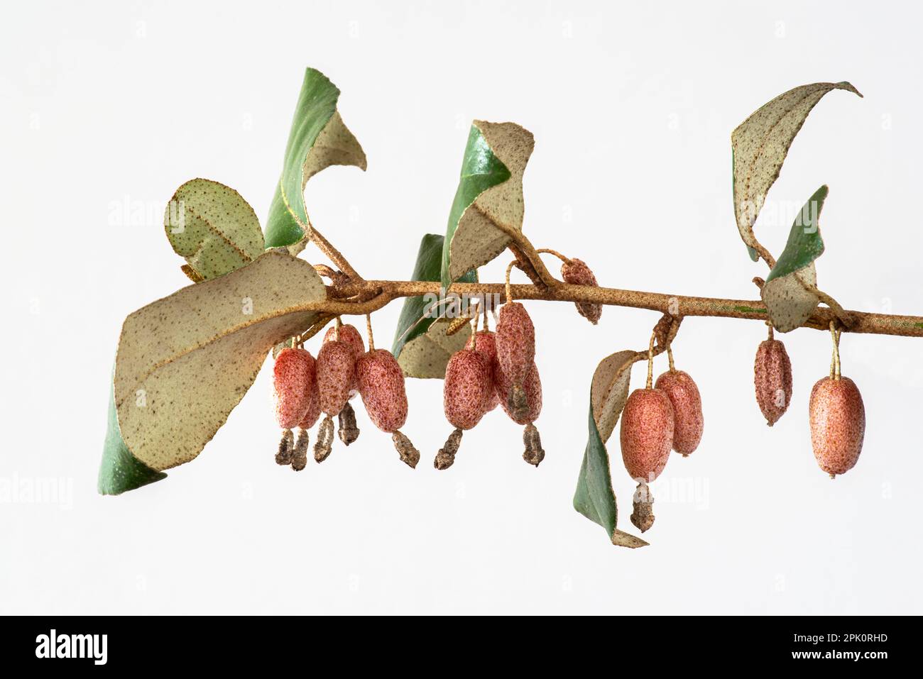 Close-up of the red fruits of an Elaeagnus angustifolia tree, Tree of ...