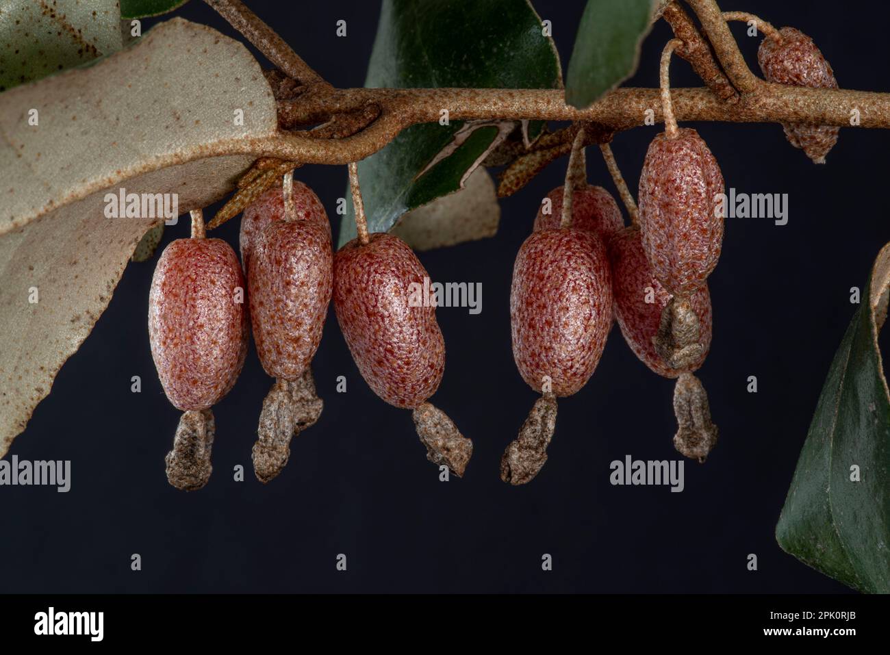 Close-up of the red fruits of an Elaeagnus angustifolia tree, Tree of ...