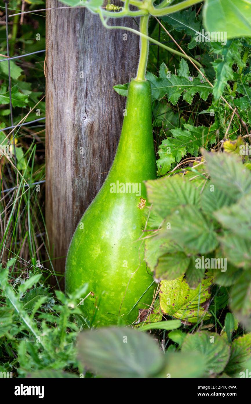 A dinosaur gourd grows over a fence in a Northeast Indiana vegetable ...