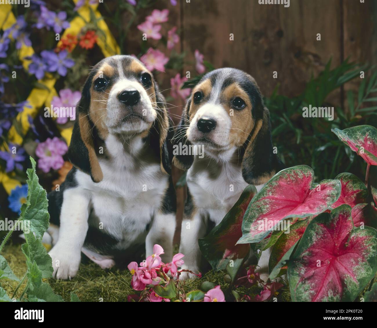 Two beagles and flowers hi-res stock photography and images - Alamy
