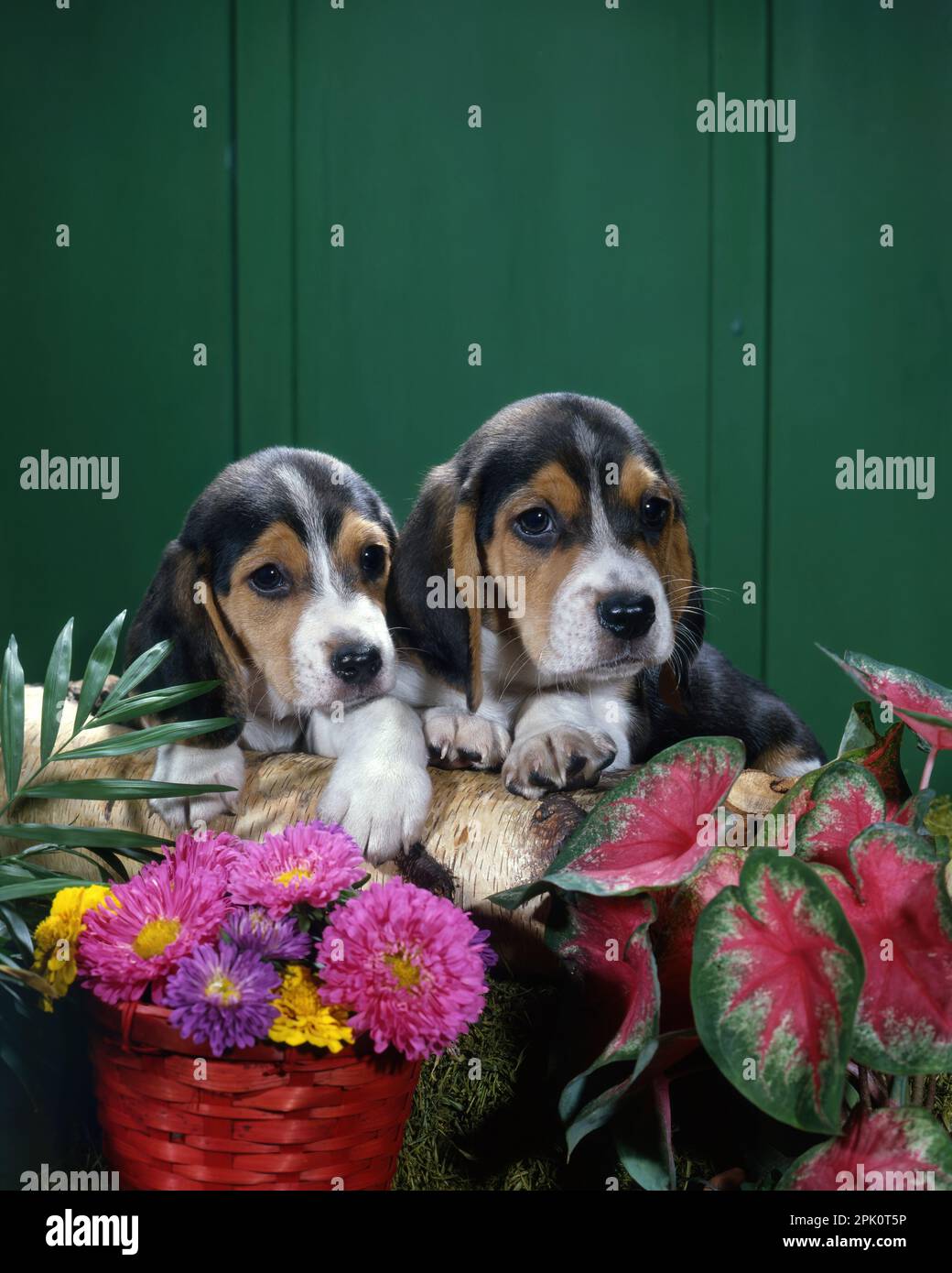 Two beagles and flowers hi-res stock photography and images - Alamy