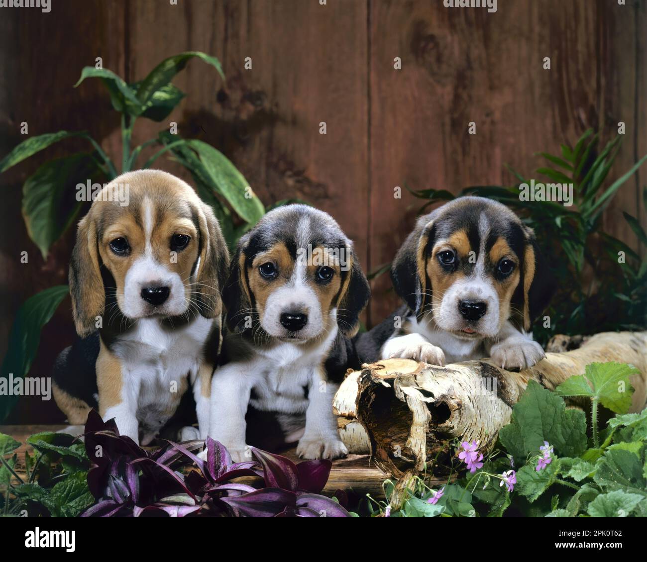 Three beagles and flowers hi-res stock photography and images - Alamy