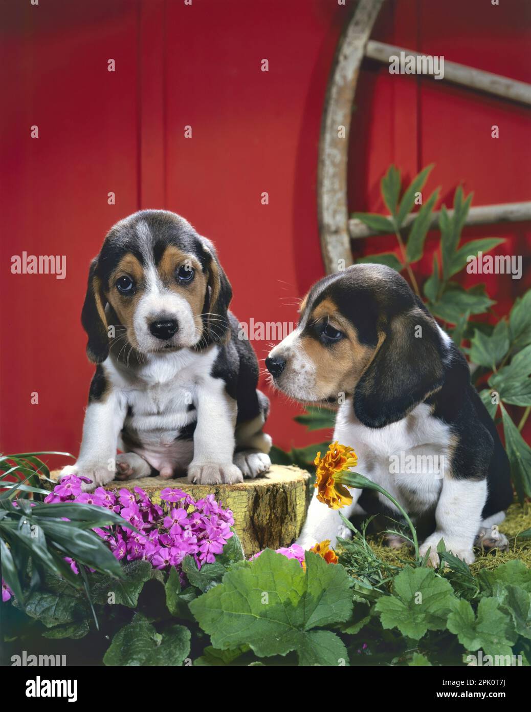 Two Beagles, red background, and flowers Stock Photo - Alamy