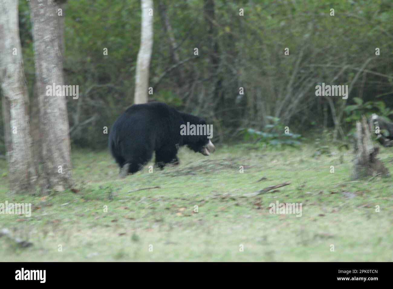 Big five of sri lanka hi-res stock photography and images - Alamy
