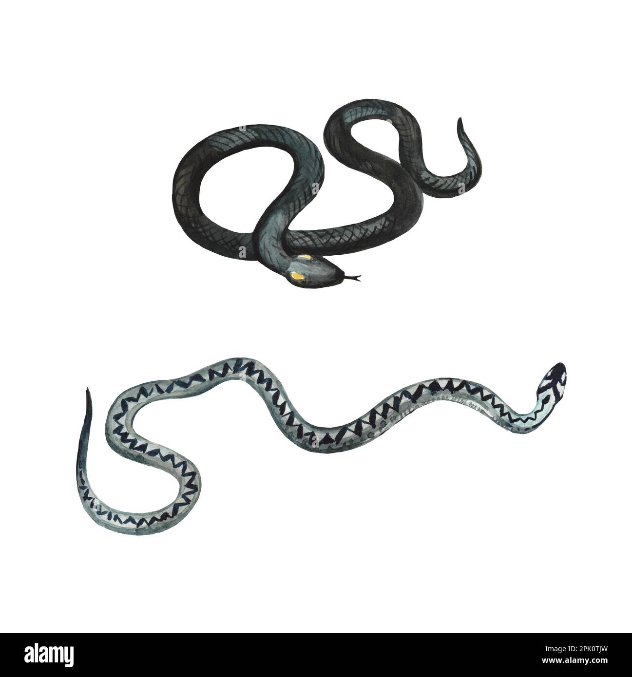 Common European viper, Vipera berus and grass snake isolated on white ...