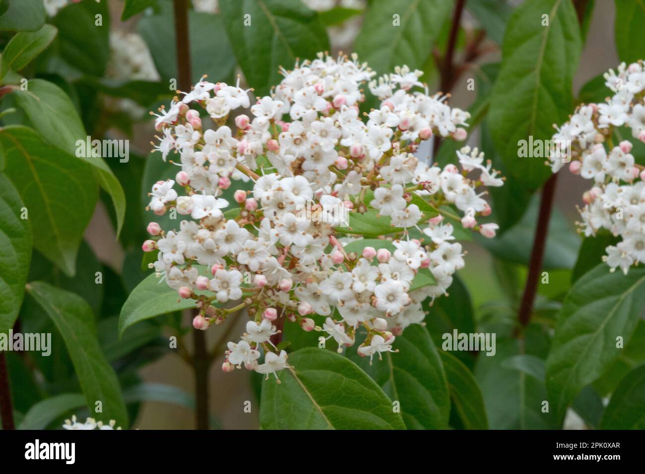 Plant laurustinus hi-res stock photography and images - Alamy