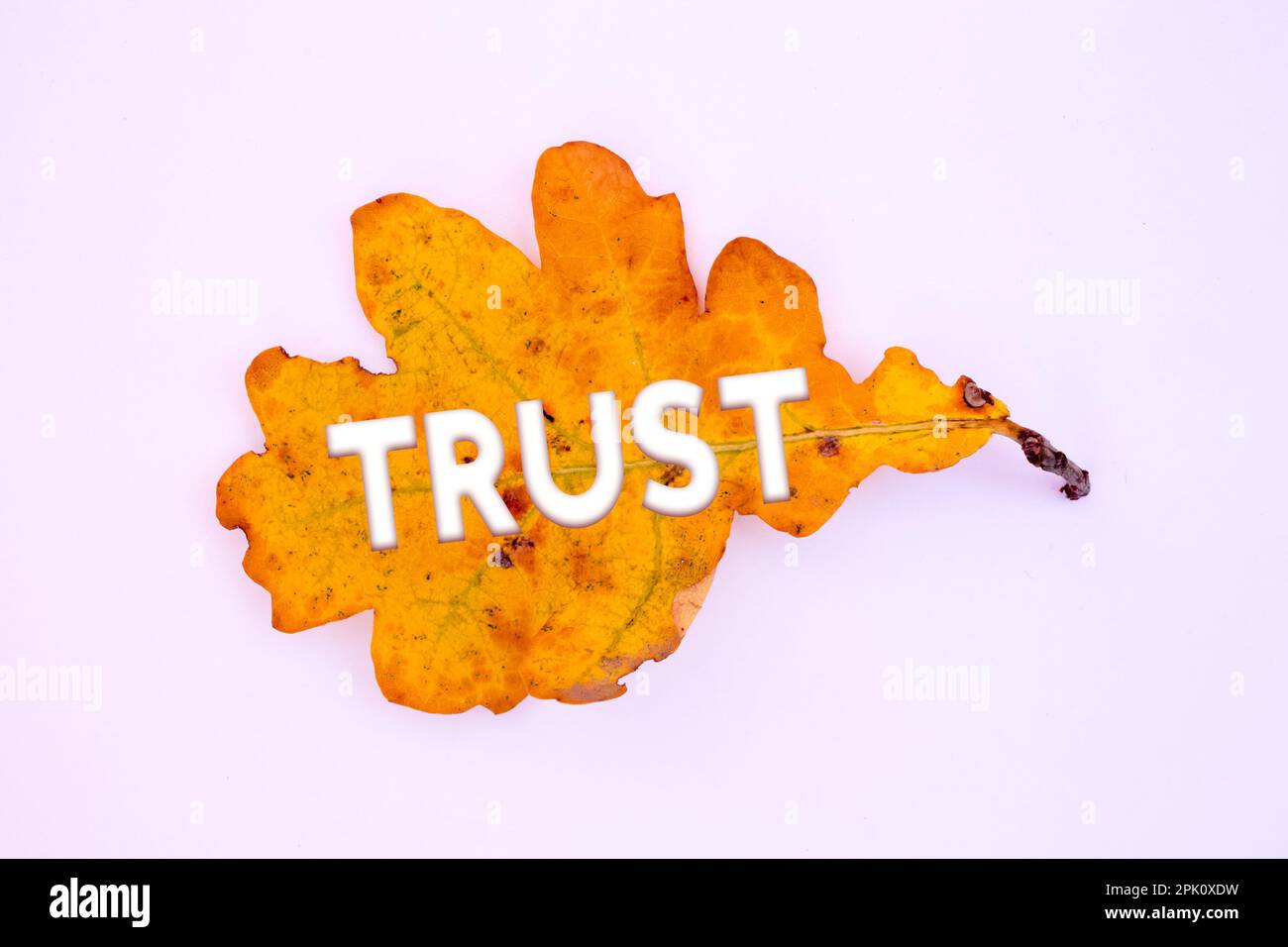 Autumn leaves, objects with Trust text. Natural patterns, color design ...