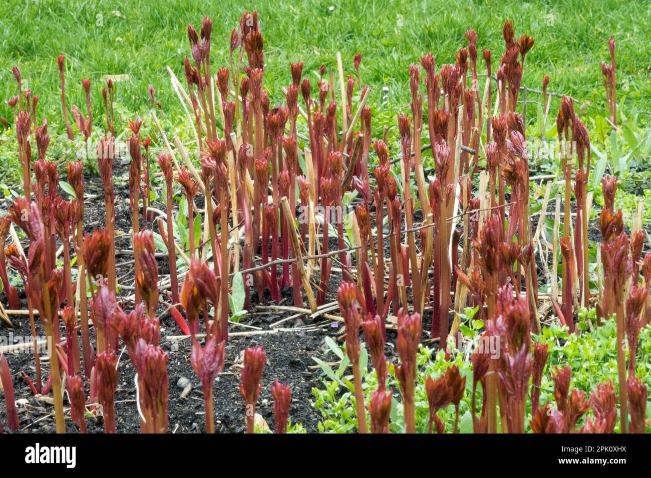 Spring, Sprouting, Shoots, Garden Peonies Stock Photo - Alamy