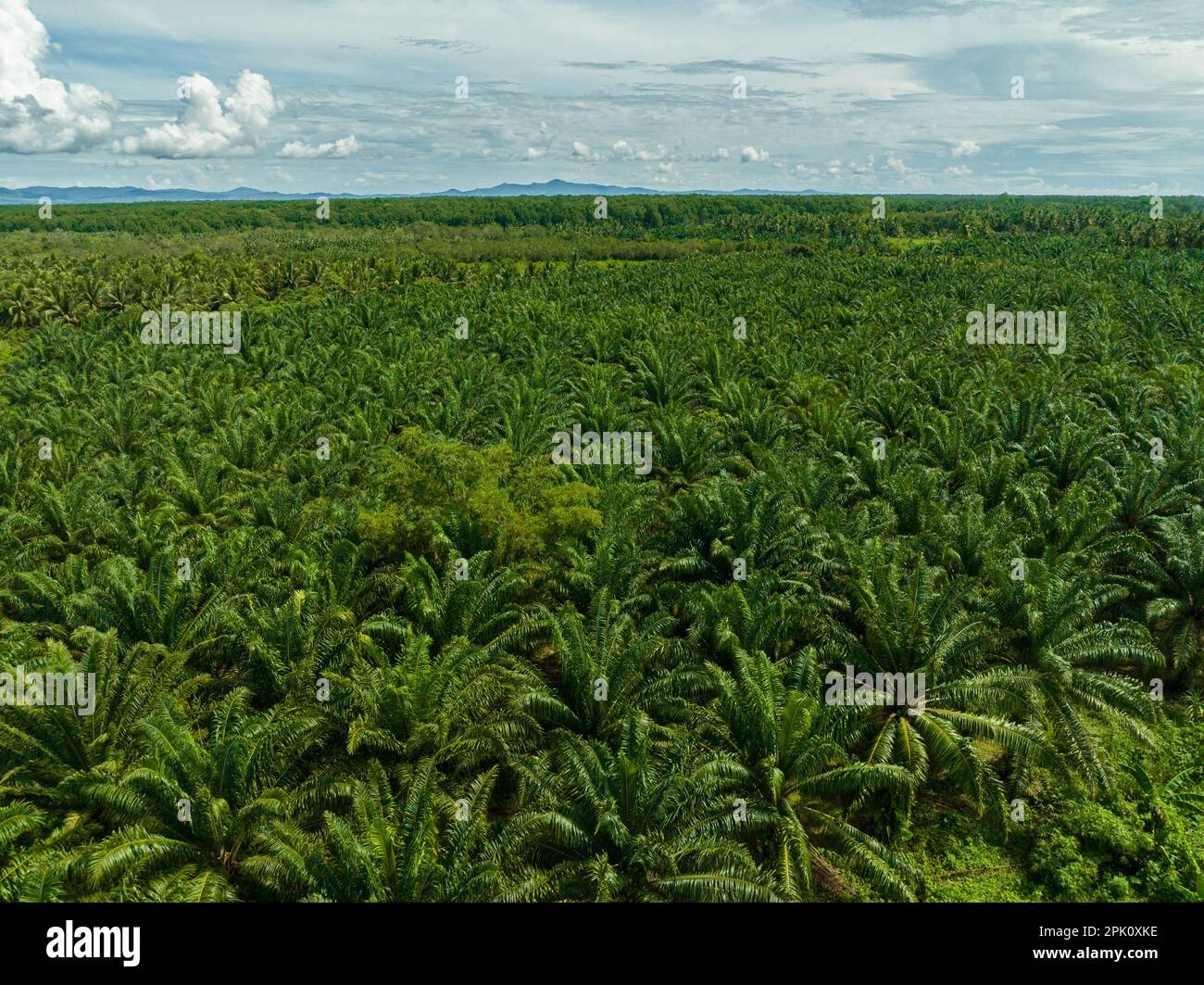 Palm oil plantation.The Palm Oil Estates and farm view from above ...