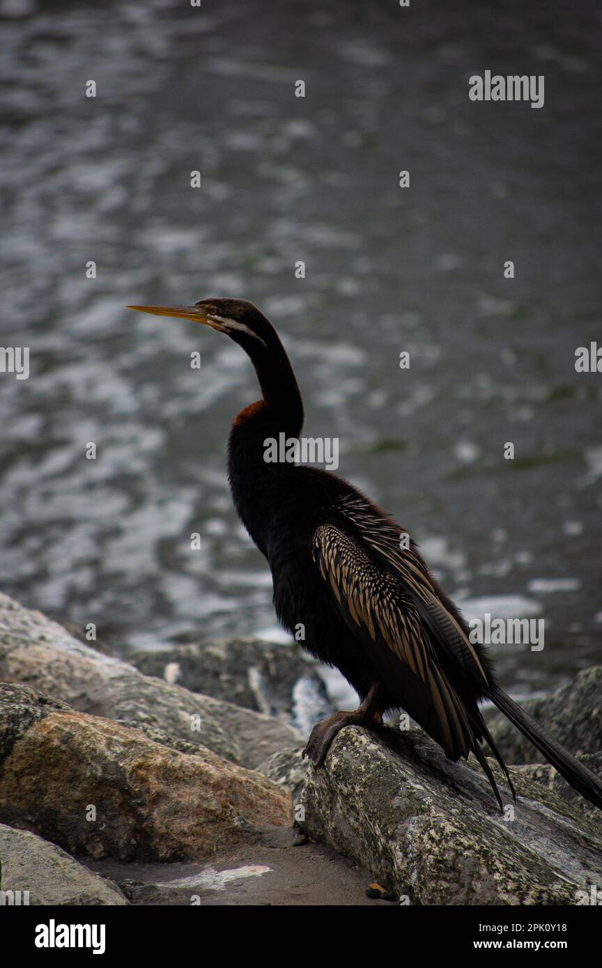 Australia water bird hi-res stock photography and images - Alamy