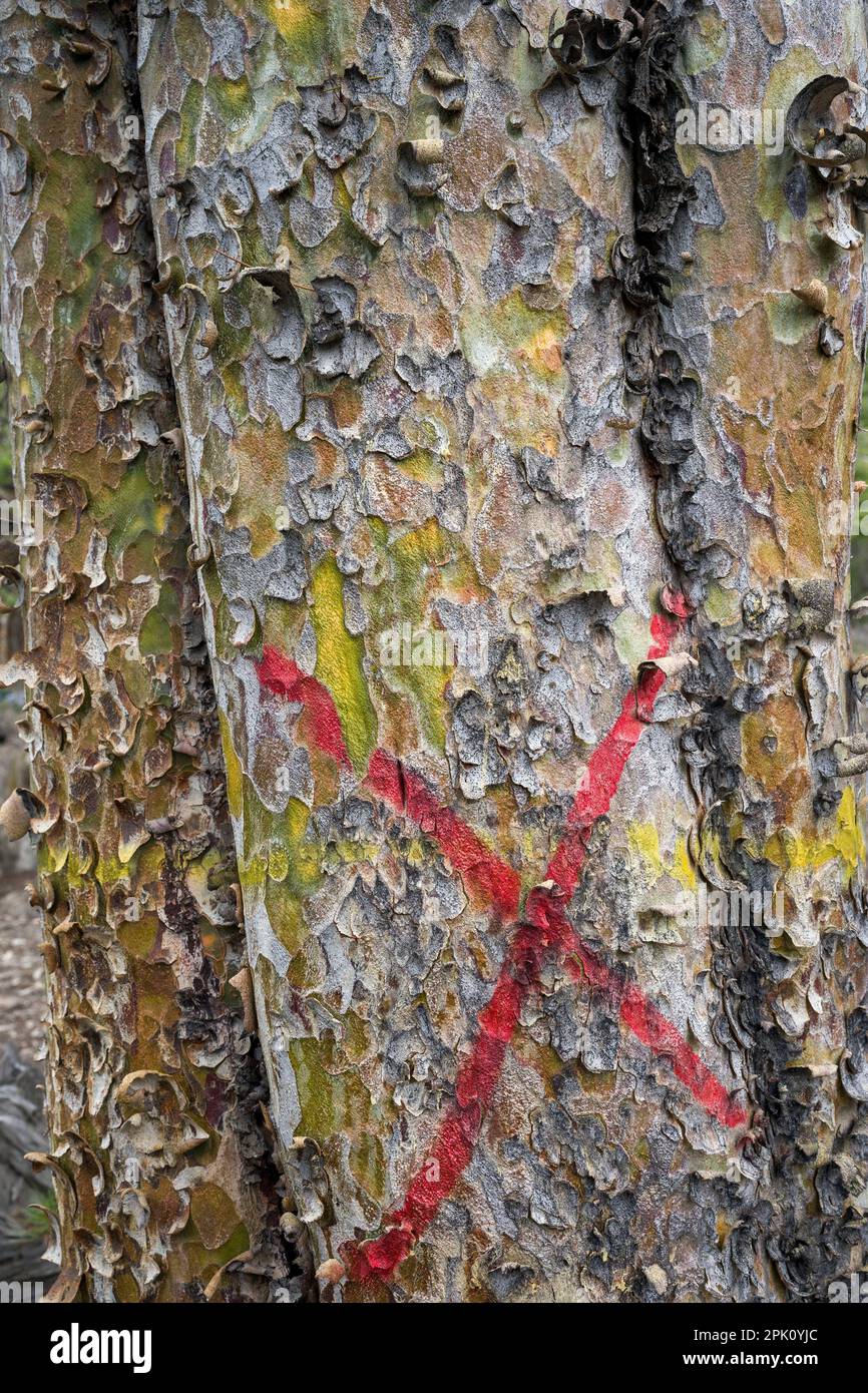 A cross mark is painted on a Chilgoza pine, marked to be felled in Rarang panchayat area to make ...