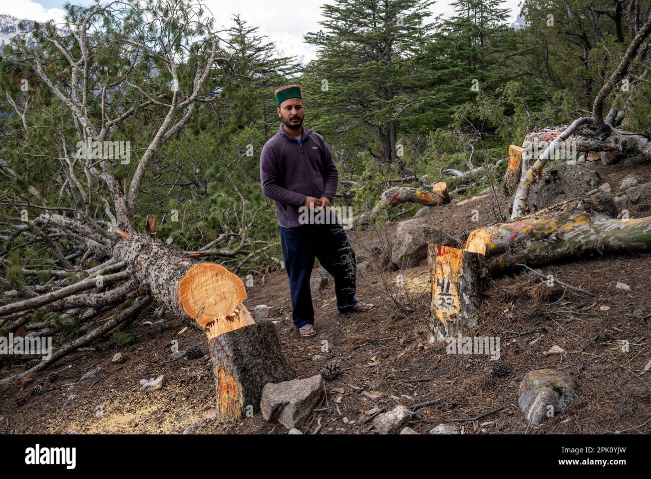 Sunder Negi, an activist from the No Means No campaign, poses next to felled Chilgoza pines in ...