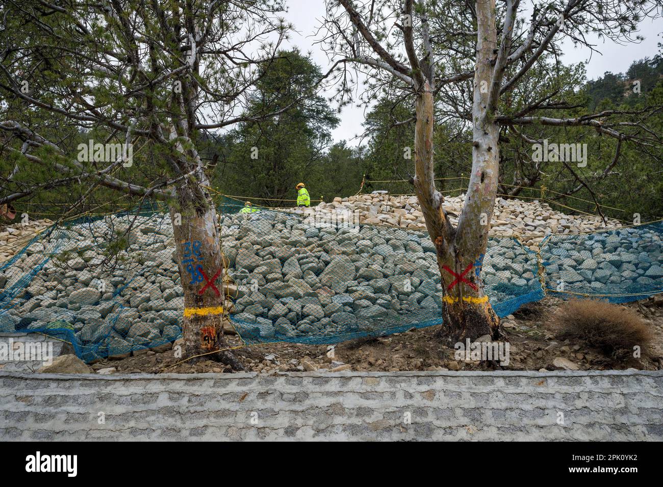 Two Chilgoza pine trees are marked to be felled In Kinnaur district of ...