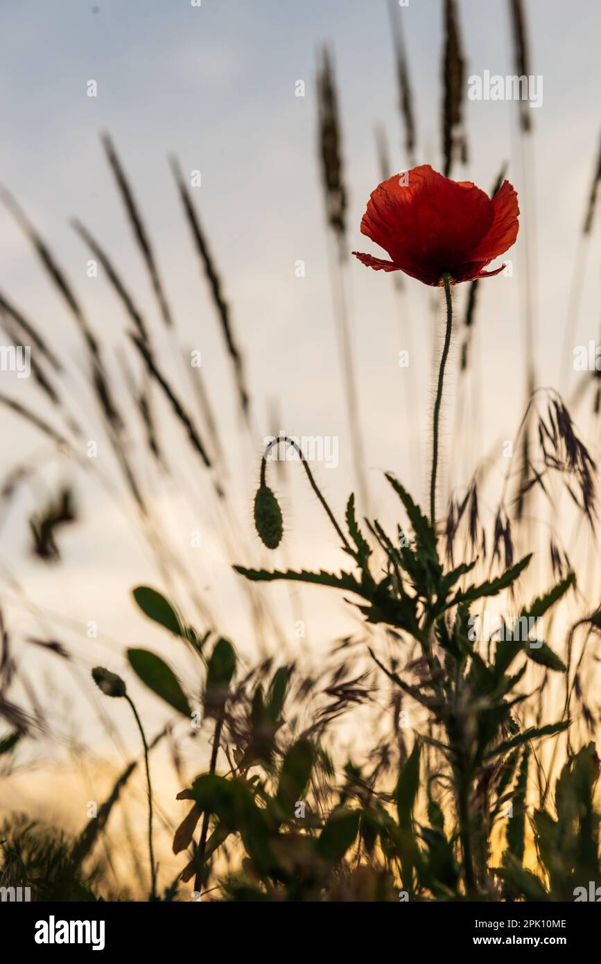 Poppy view hi-res stock photography and images - Alamy