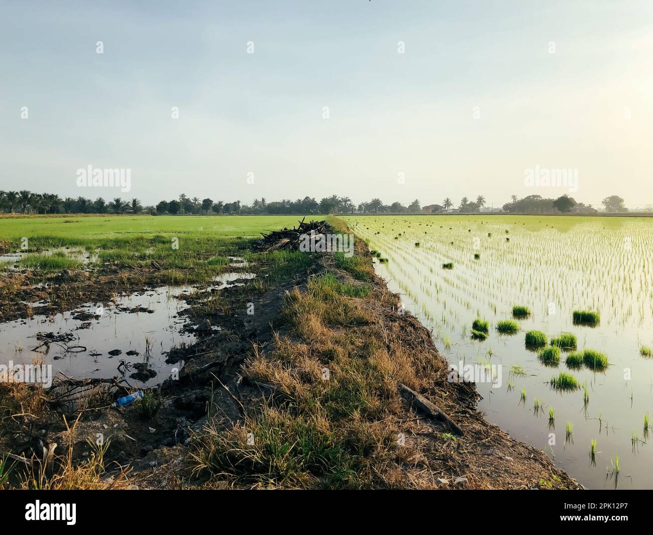 Blue sunny day plantation paddy hi-res stock photography and images - Alamy