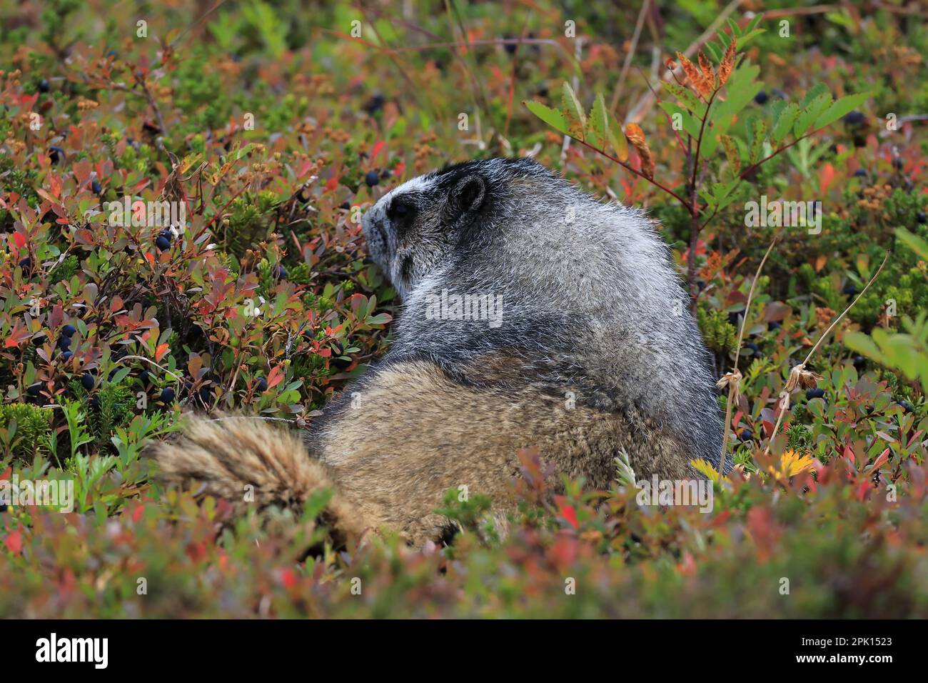 Alaska alaskan wildlife hi-res stock photography and images - Alamy