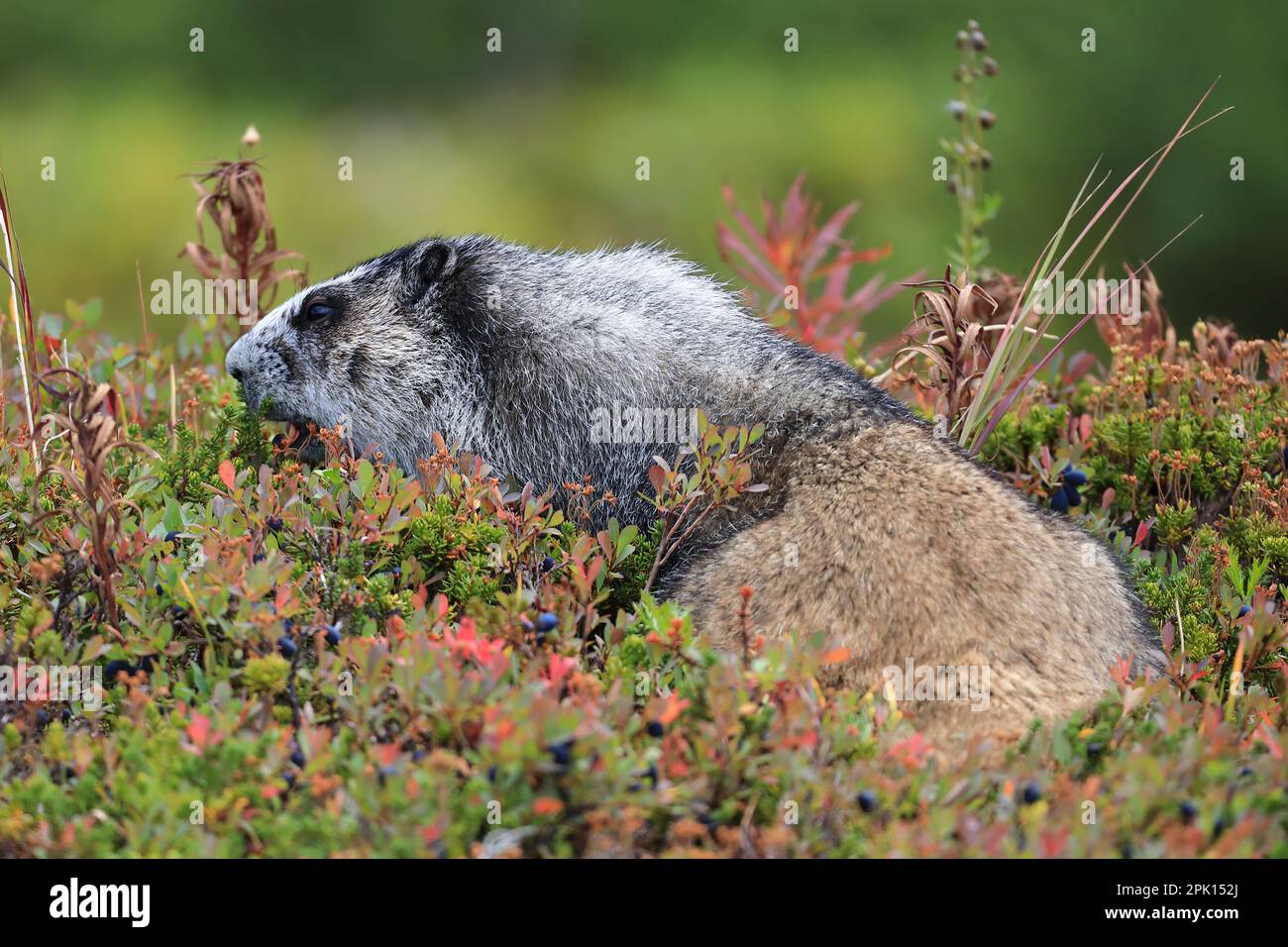 Thriving wildlife hi-res stock photography and images - Alamy