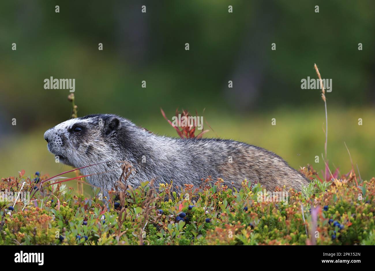 Thriving wildlife hi-res stock photography and images - Alamy