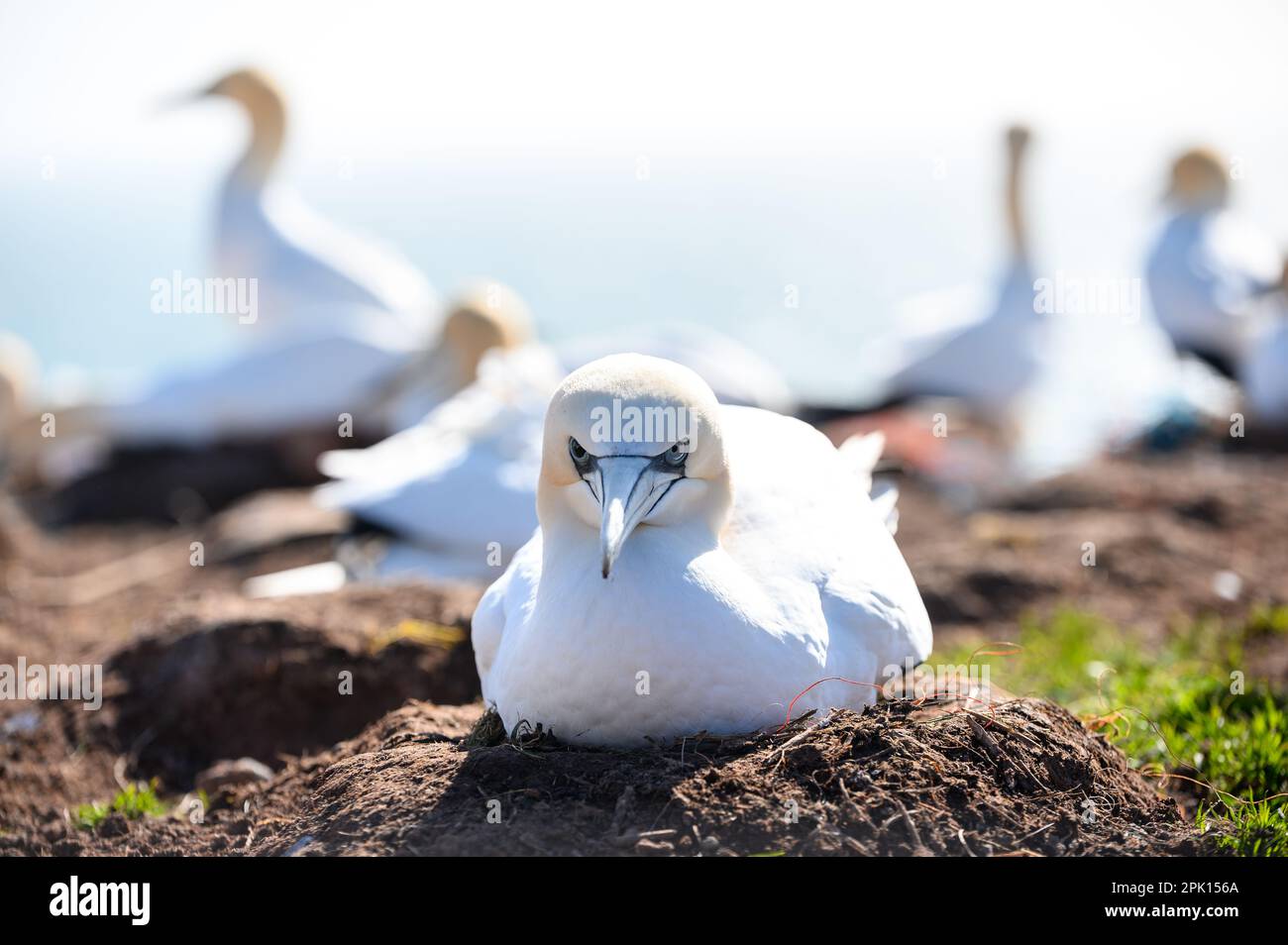 Helgoland, Germany. 31st Mar, 2023. A gannet with one black and one ...