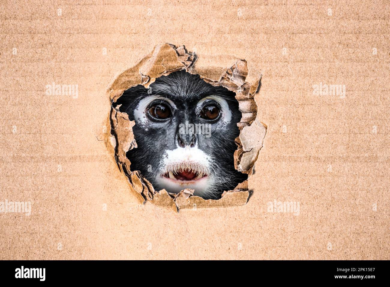 Cute dusky leaf monkey (Trachypithecus obscurus) peeking out of a hole ...