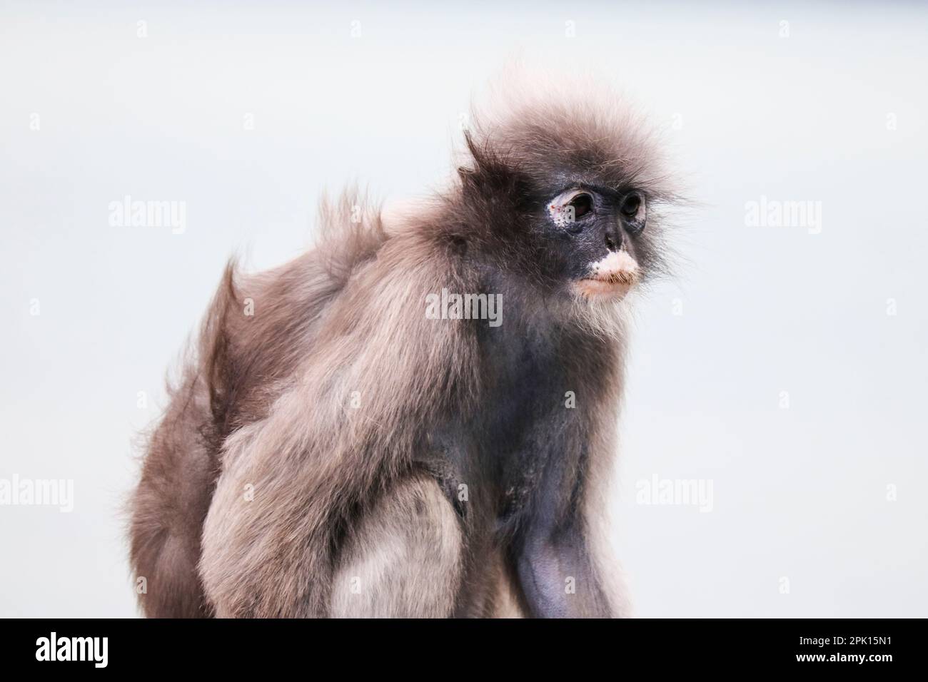 Portrait of a cute elderly dusky leaf monkey (Trachypithecus obscurus ...