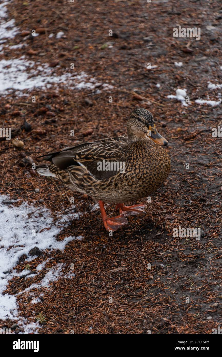 Male female duck snow hi-res stock photography and images - Alamy