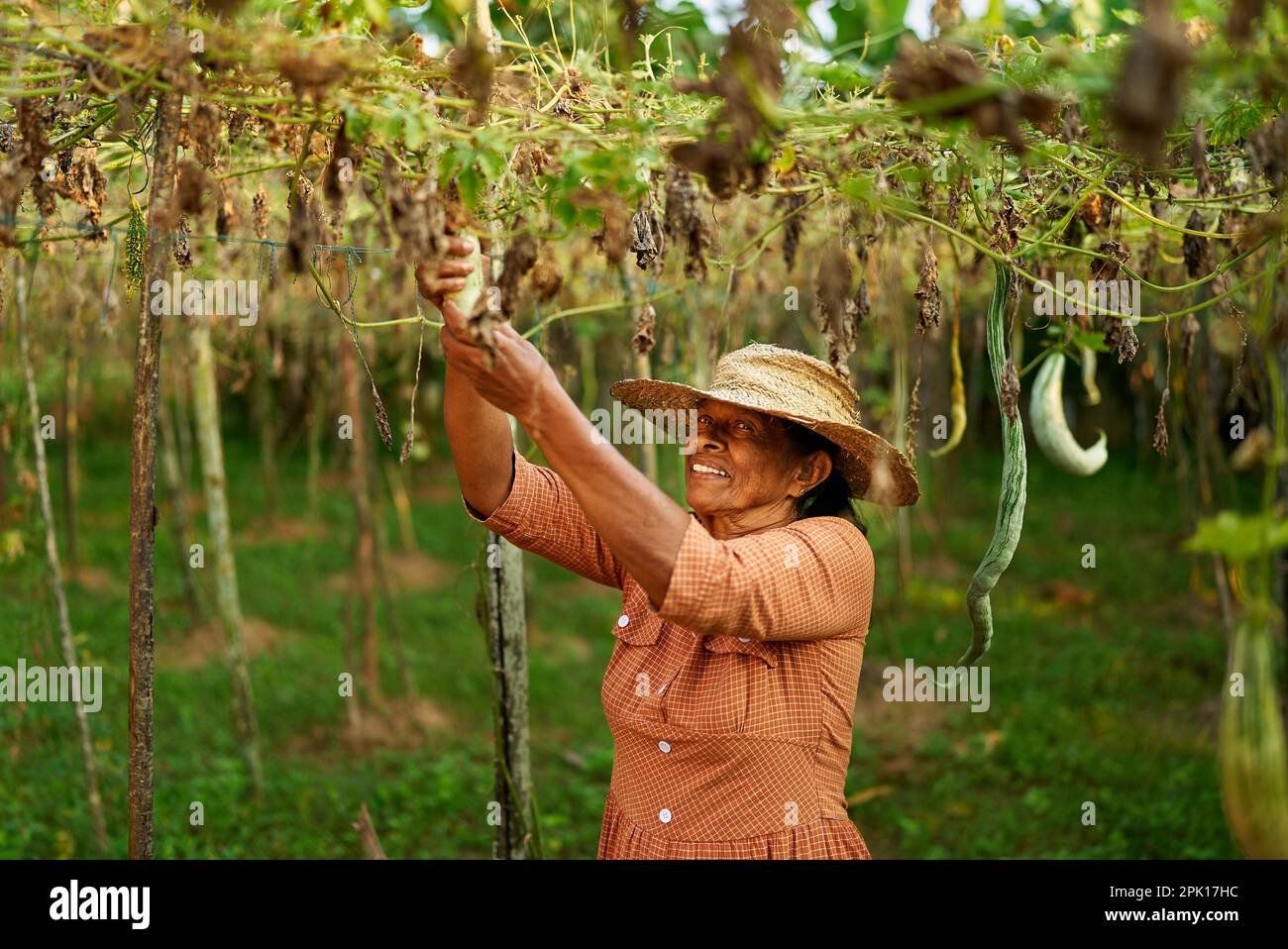 Senior happy Indian female farmer in straw hat holding her zucchini ...