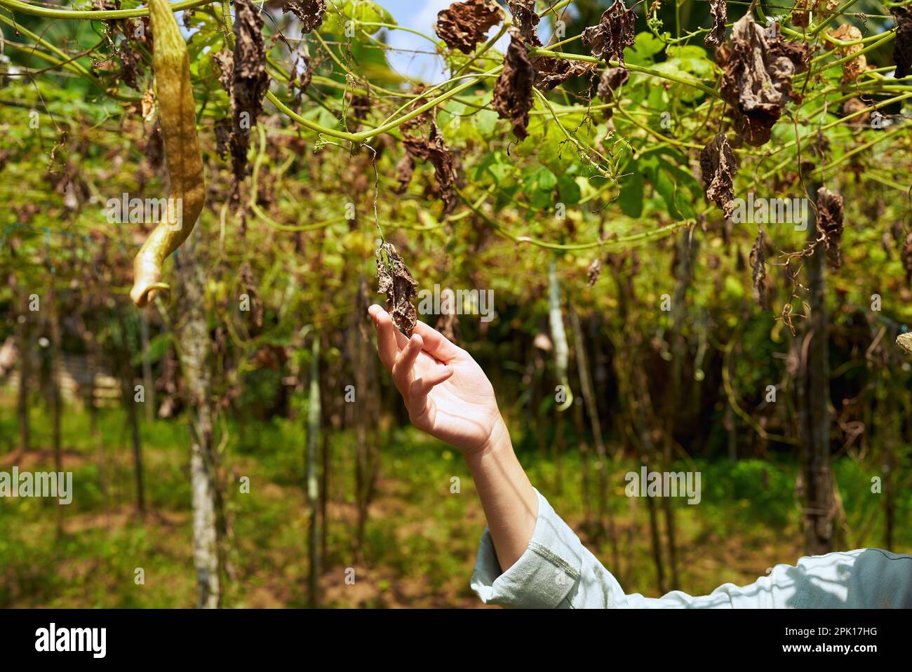 Female agronomist hand holding dried up plant close-up shot. Woman ...