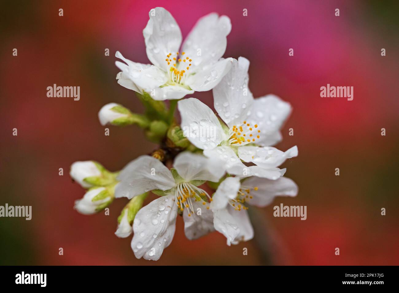 Blooming tree in springtime Stock Photo - Alamy