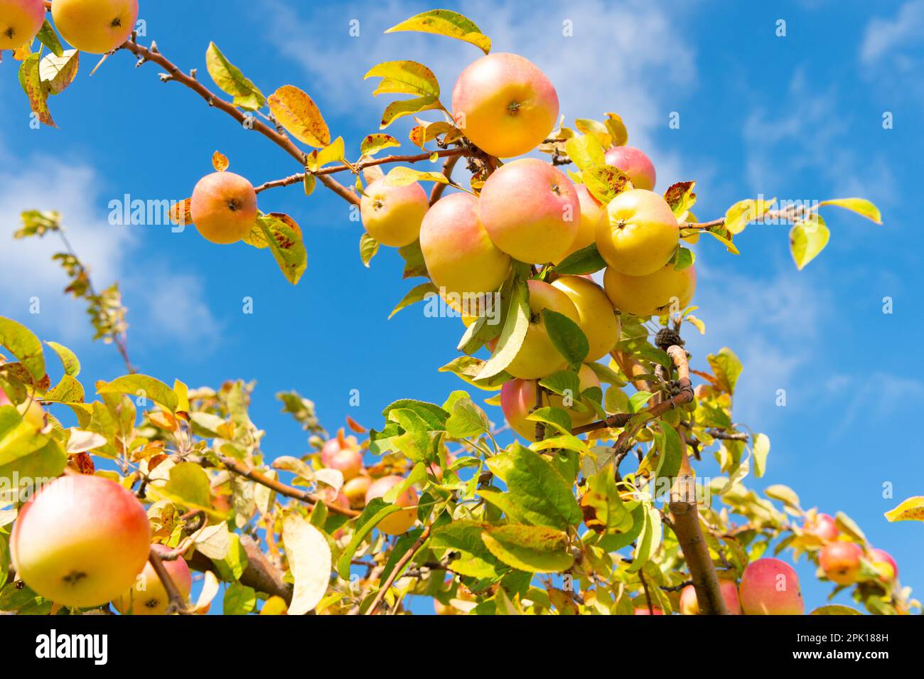 image of apple orchard harvest. apple orchard harvest. apple orchard ...