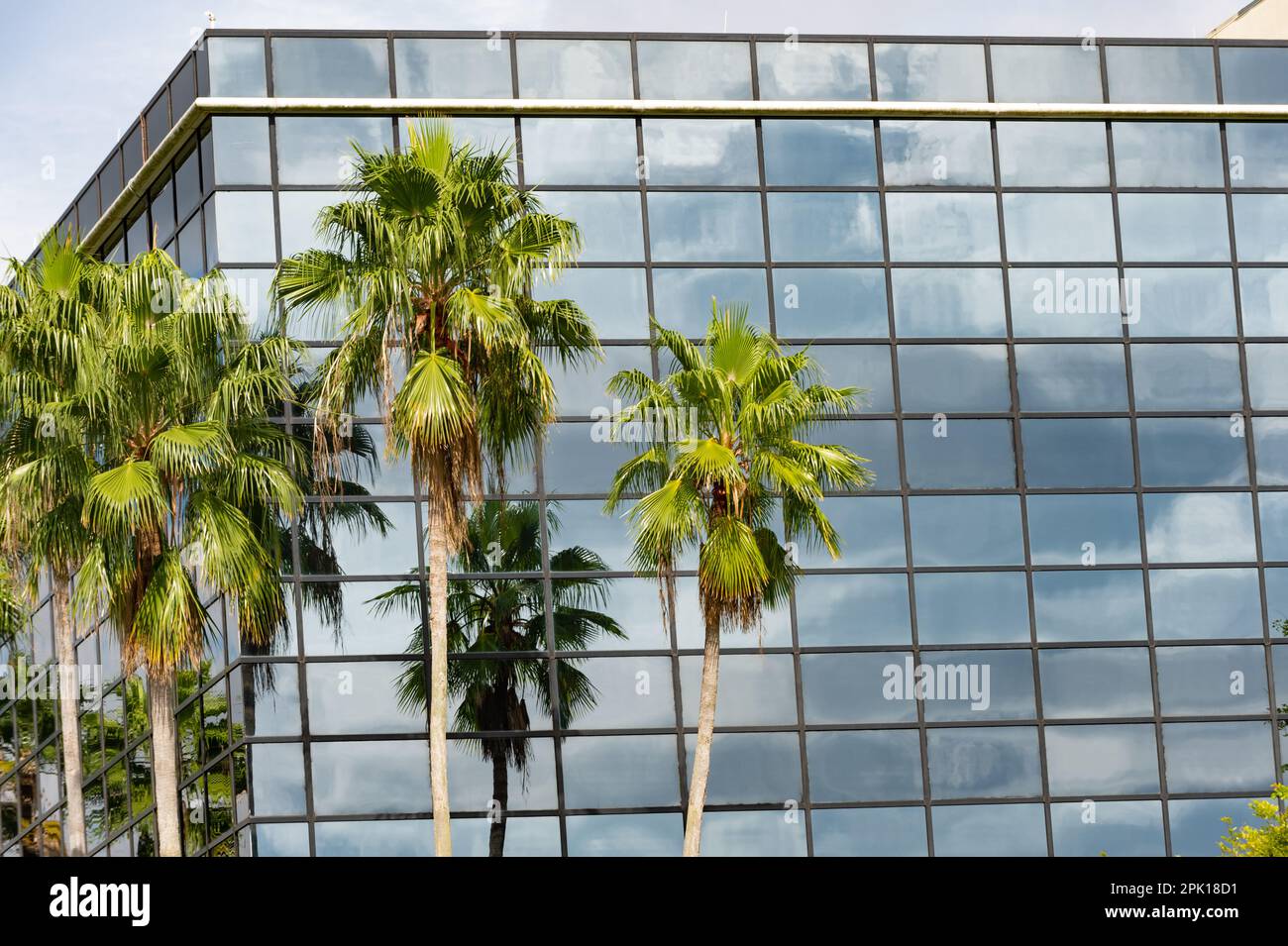 facade building architecture with palm trees. exterior building ...