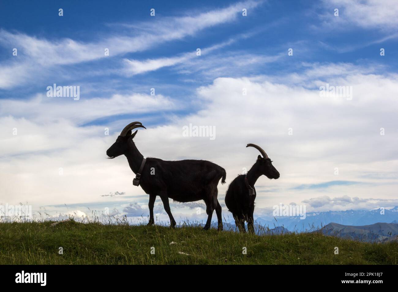 Sihlouetts of Alps mountain goats on hill top under blue sky Stock ...