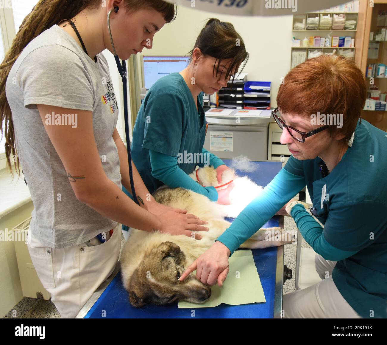 Verein bunter hund hi-res stock photography and images - Alamy