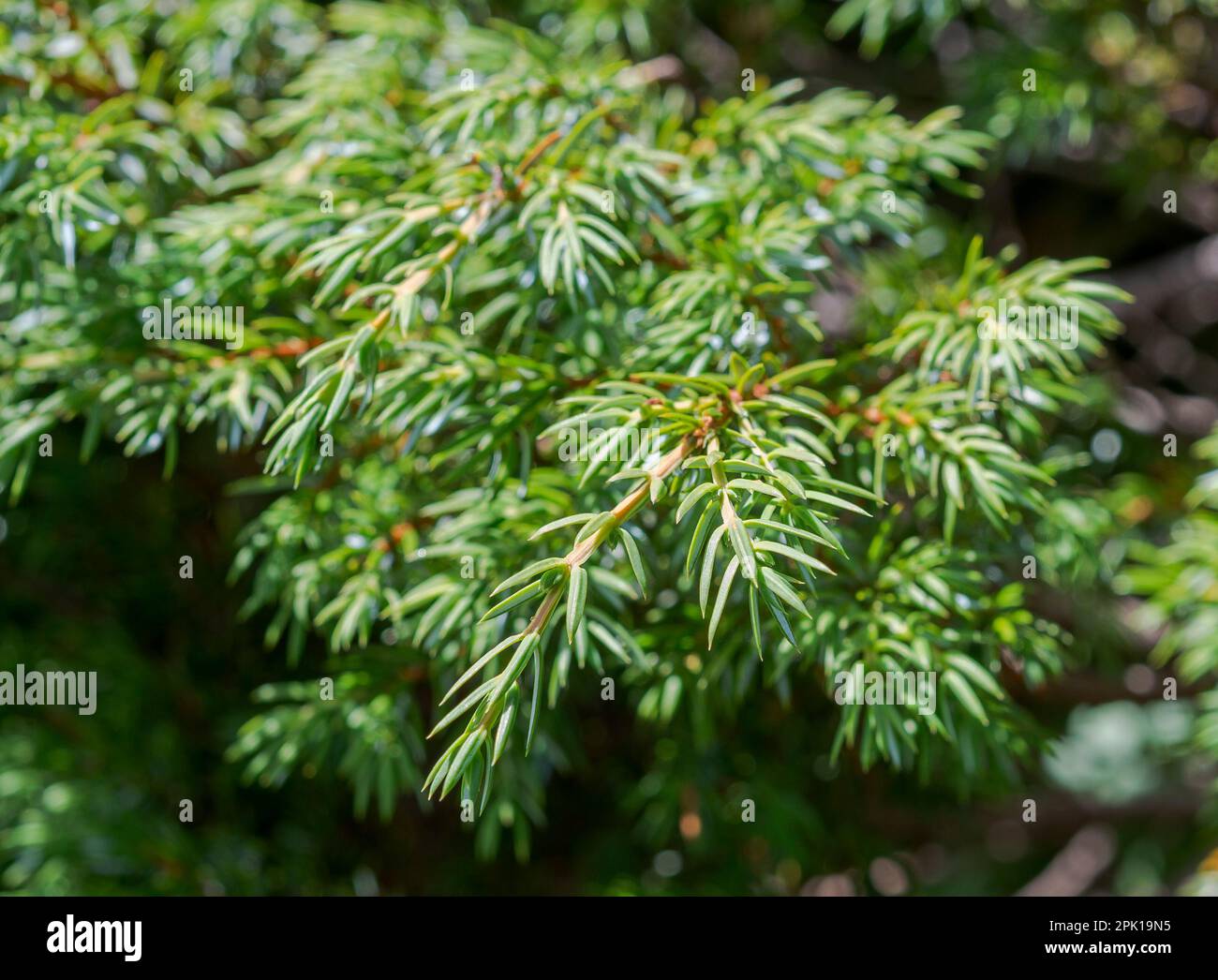 Detail of branches and leaves of Common Juniper, Juniperus communis ...