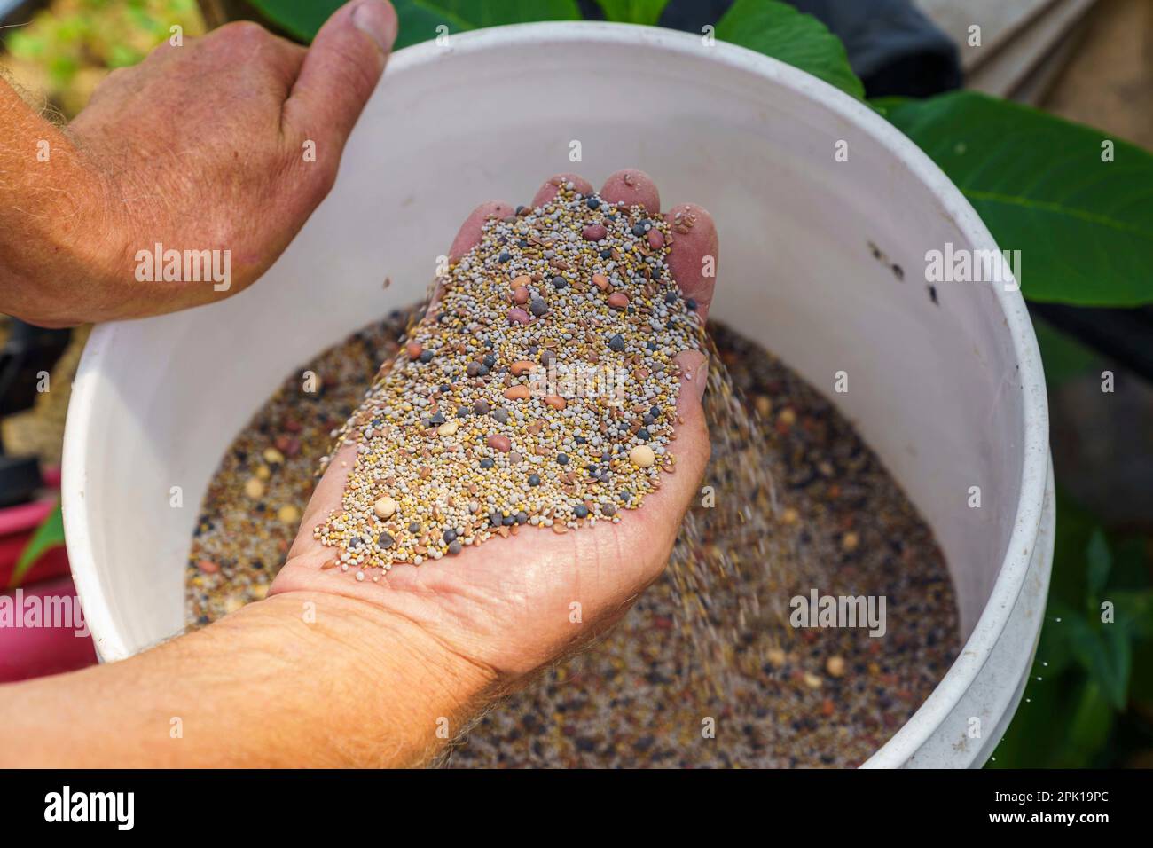 Cover crop seed mixture Stock Photo - Alamy