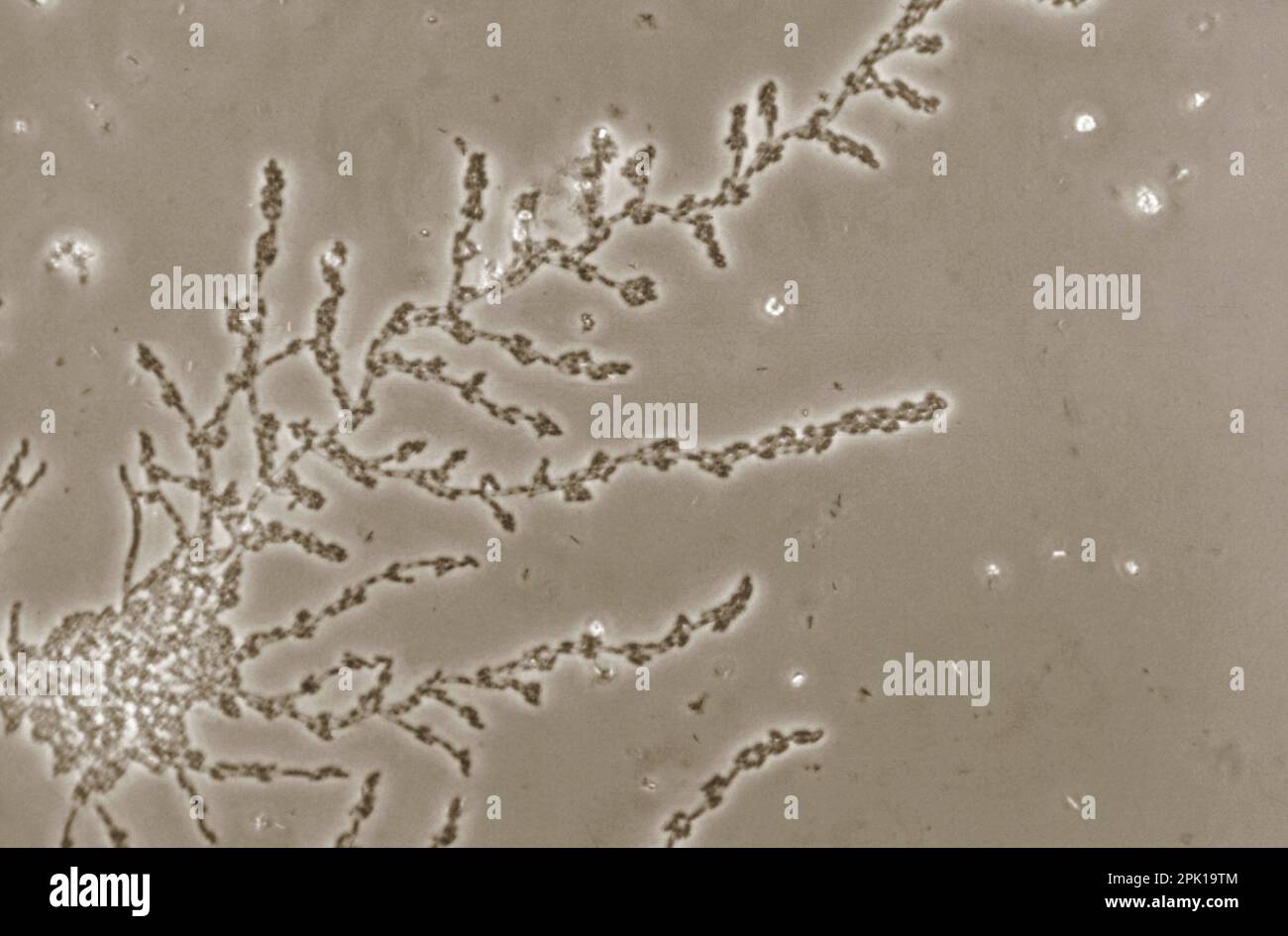 Candida pseudotropicalis fungus, light micrograph Stock Photo - Alamy