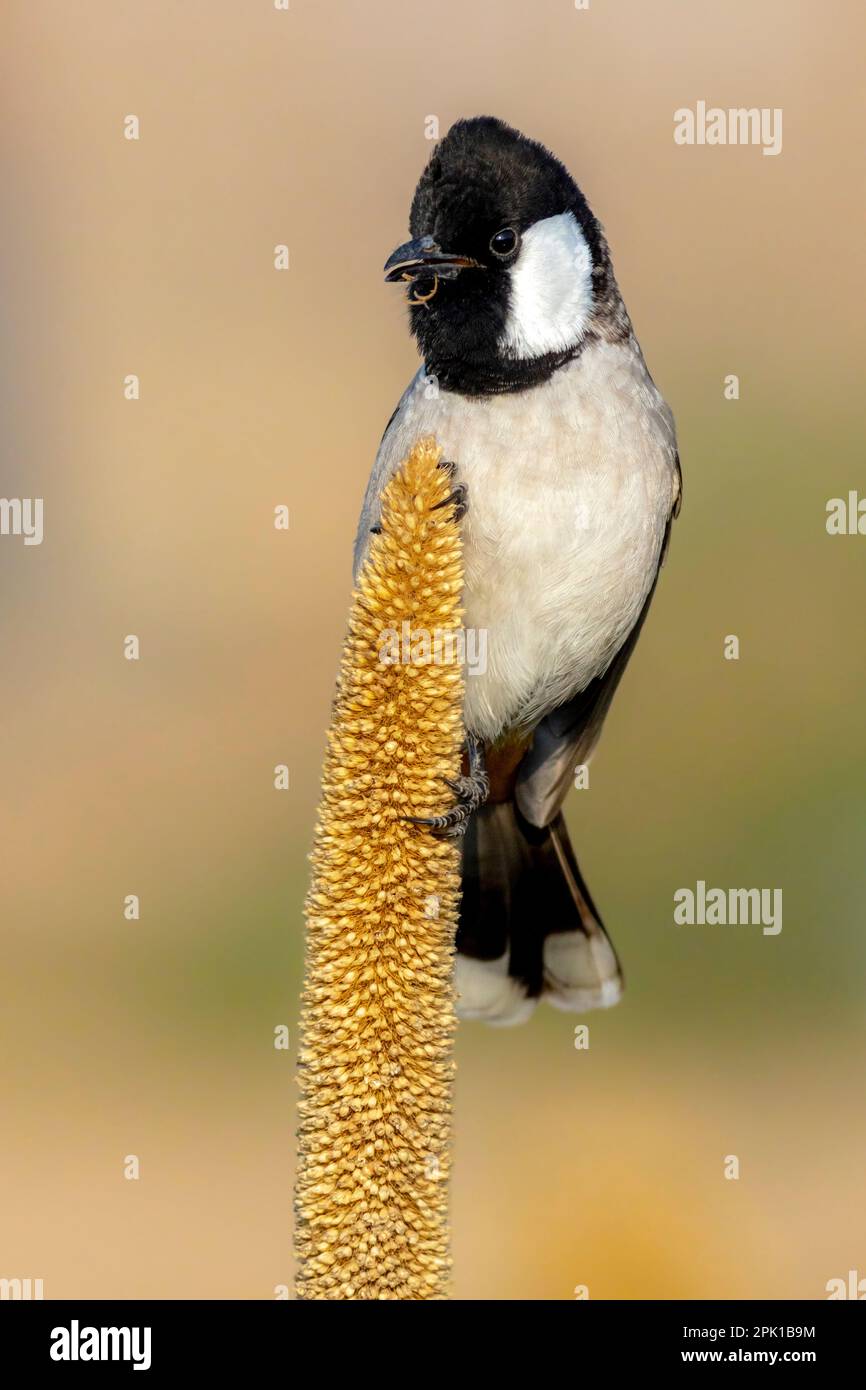 beautiful bird, closeup The white-eared bulbul is a member of the ...