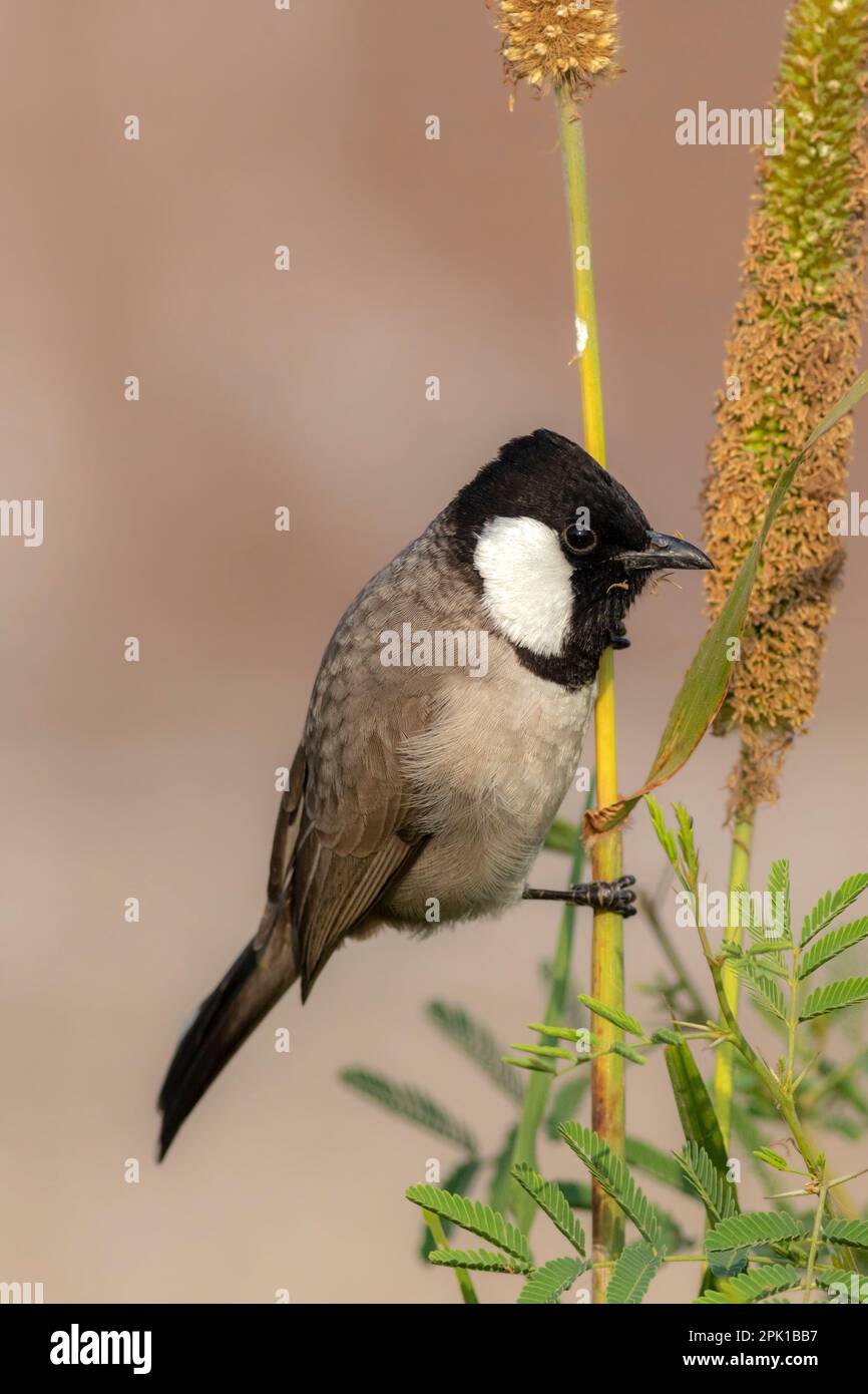 beautiful bird, closeup The white-eared bulbul is a member of the ...